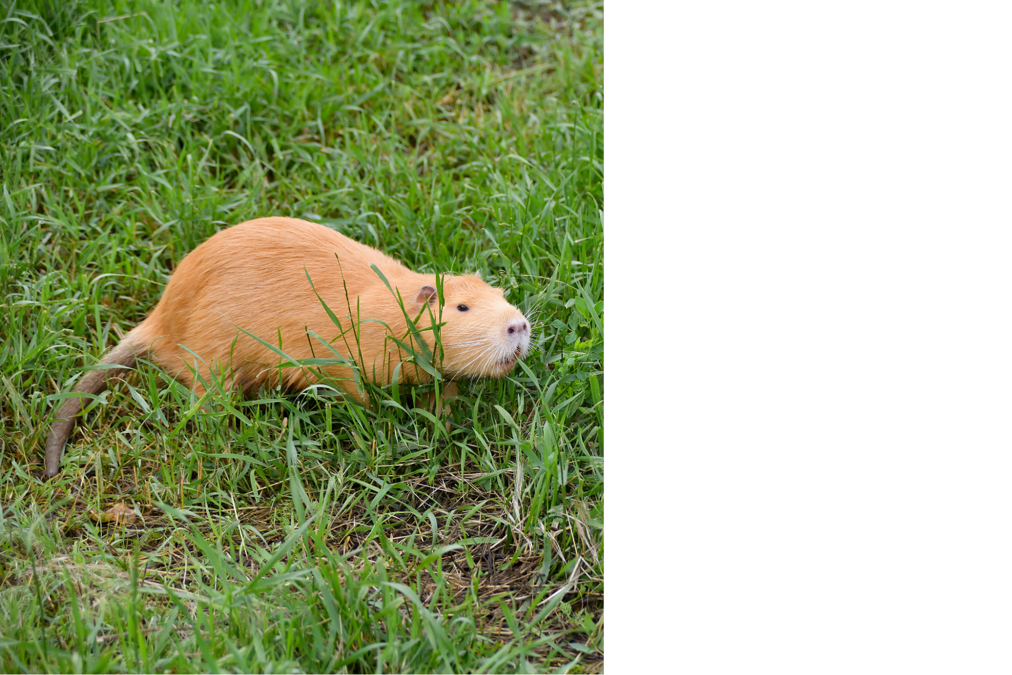 Signs You May Have a Muskrat Problem Near Your Property | KP Wildlife ...