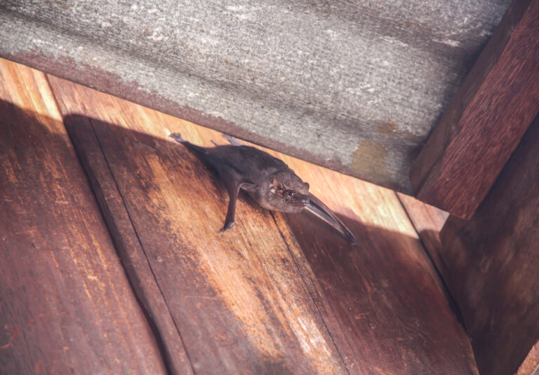 How to Bat-Proof Your Home This Fall | KP Wildlife Control